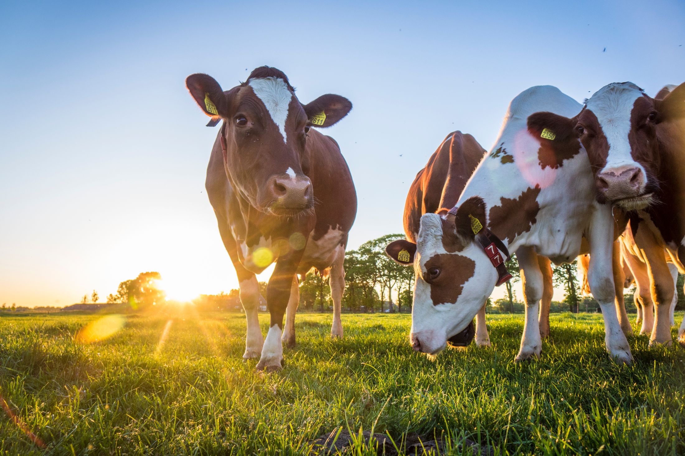 Driving Innovation In Agriculture | AgriSearch