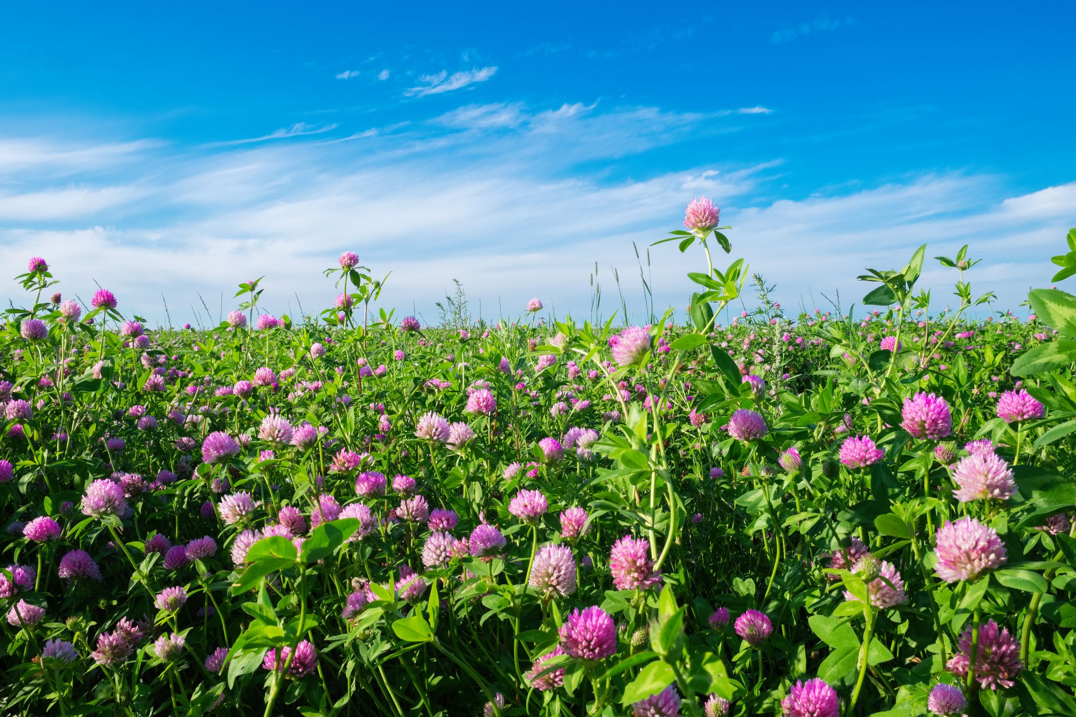 Agrisearch to Hold Farm Walk in Dromore, County Tyrone on | AgriSearch