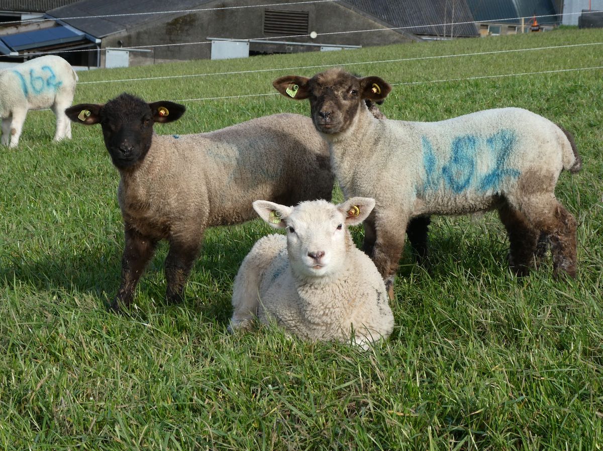 Driving Innovation In Agriculture | AgriSearch